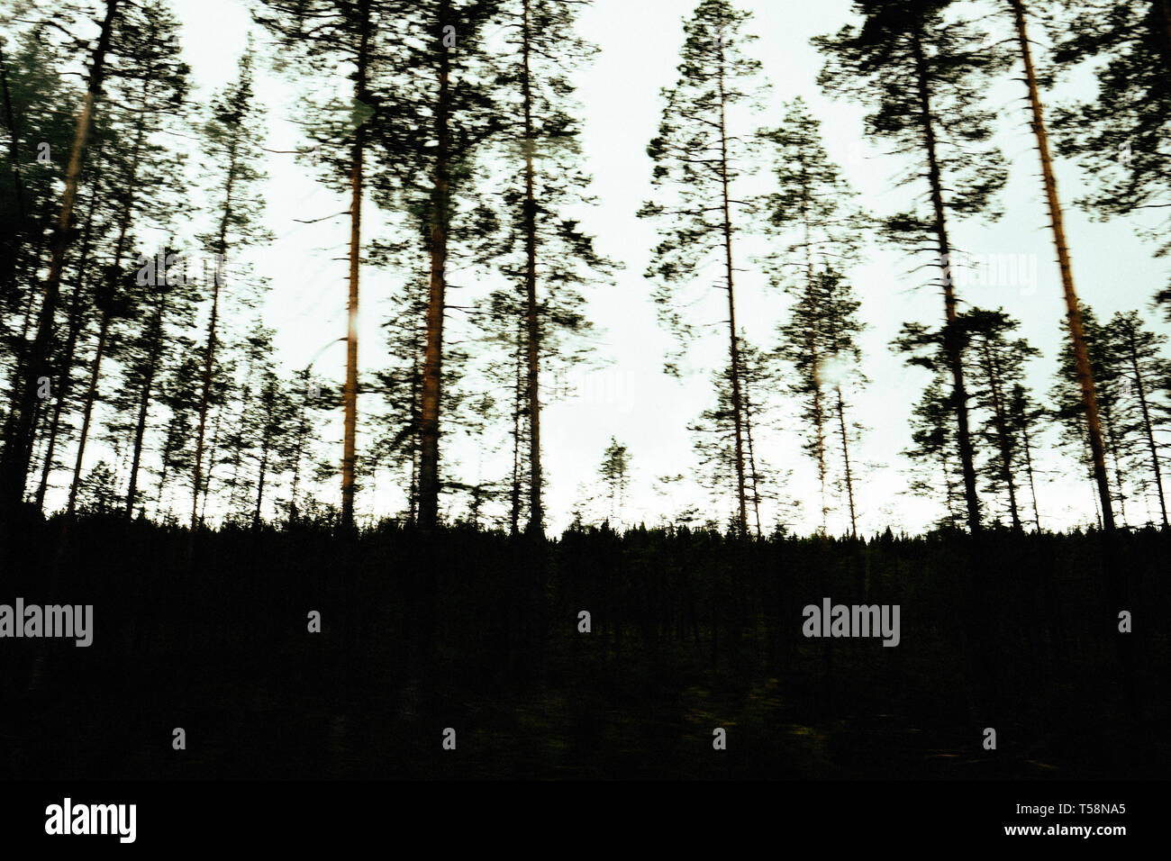 Motion blurred trees / forest nature background Stock Photo - Alamy