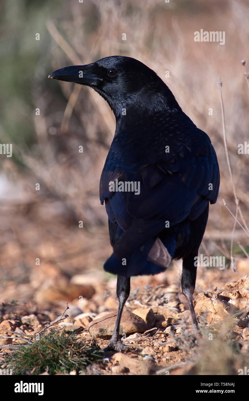 Common crow - Corvus corone portrait looking for food Stock Photo - Alamy