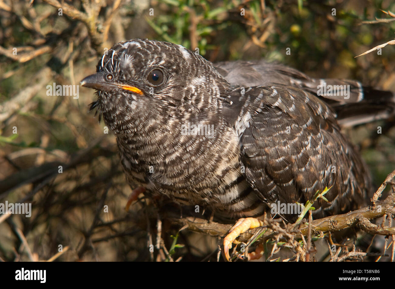 Common Cuckoo