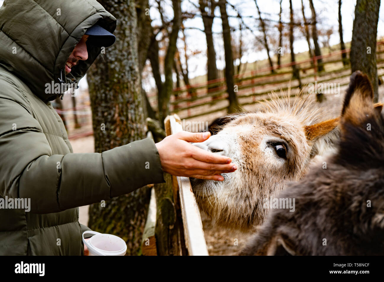 Brown donkey at zoo eating from people's hand Stock Photo - Alamy