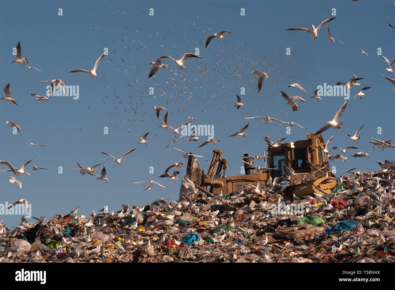 Seagulls flying in the trash Stock Photo - Alamy