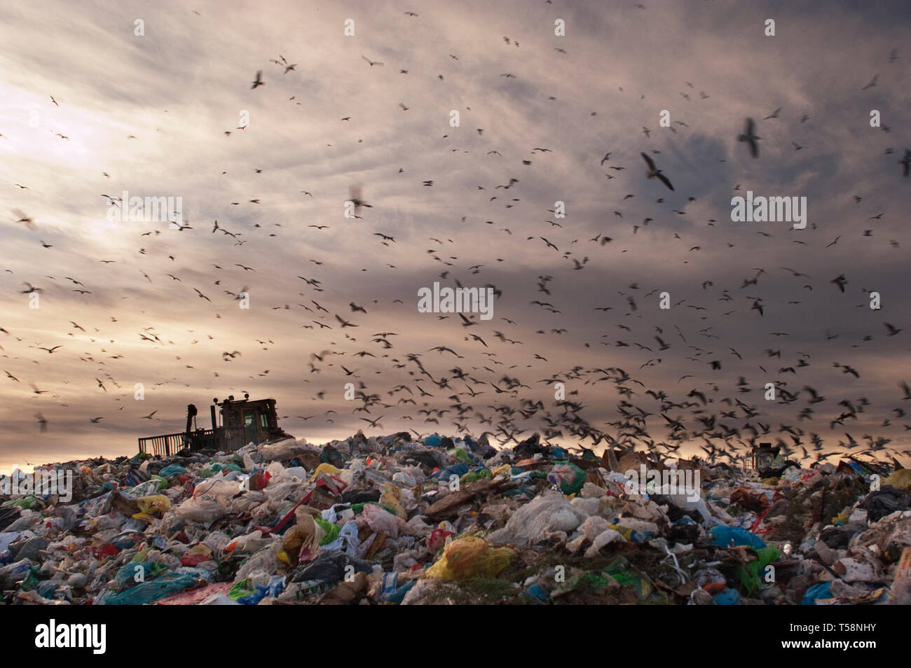 Seagulls flying in the trash Stock Photo - Alamy