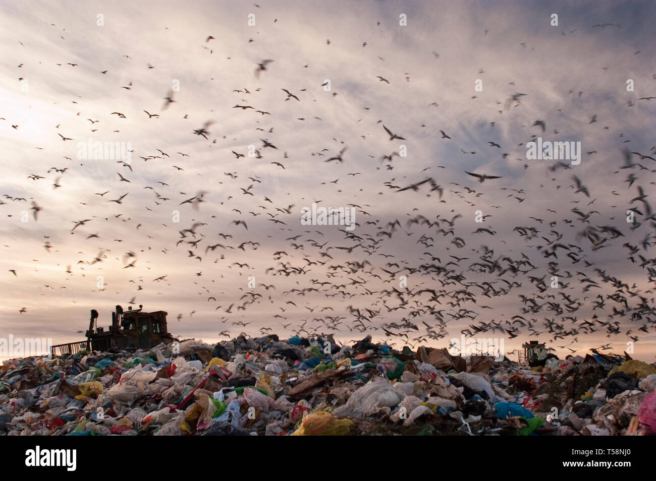 Stork with trash hi-res stock photography and images - Alamy