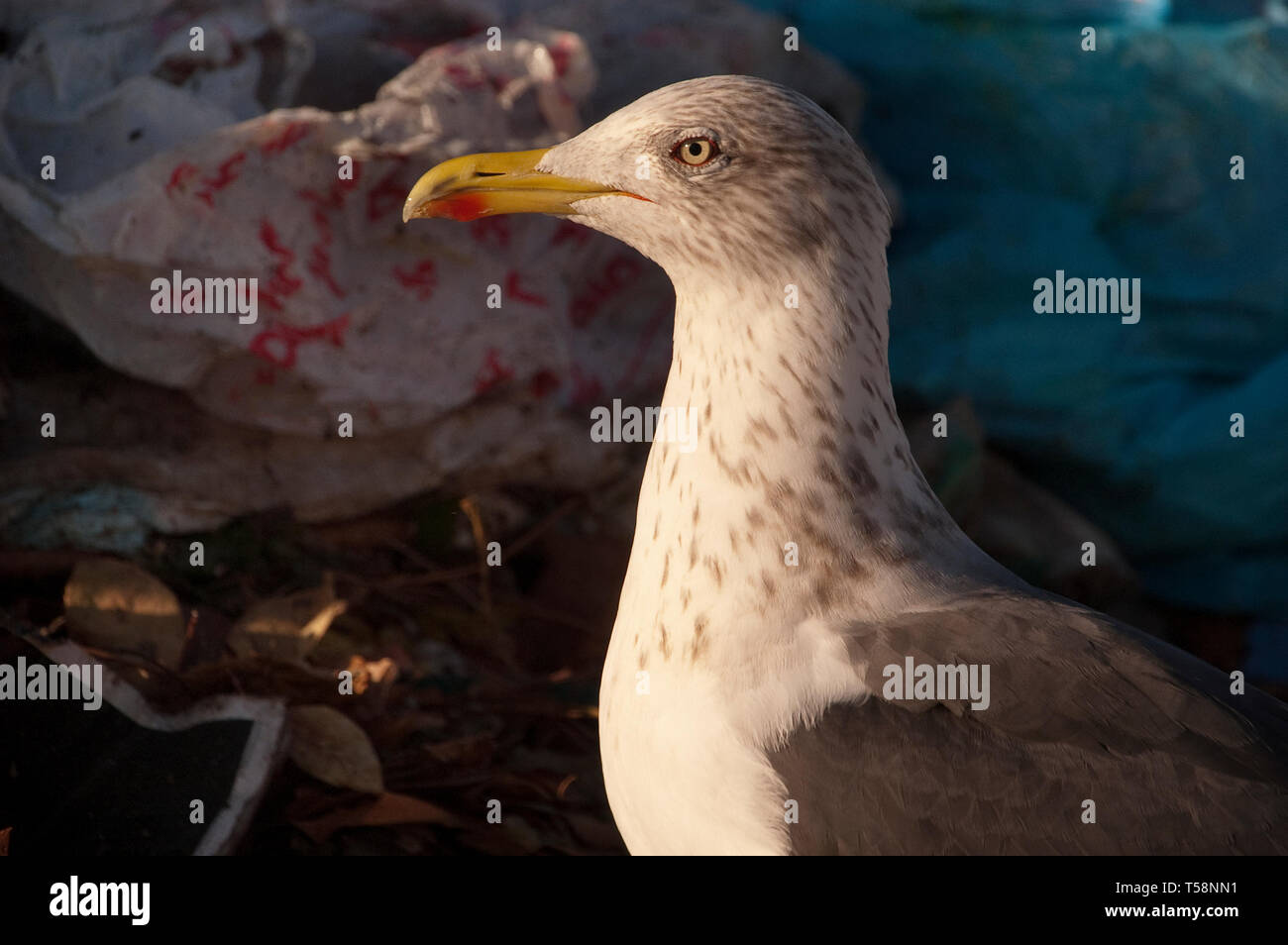 Seagull plastic hi-res stock photography and images - Alamy
