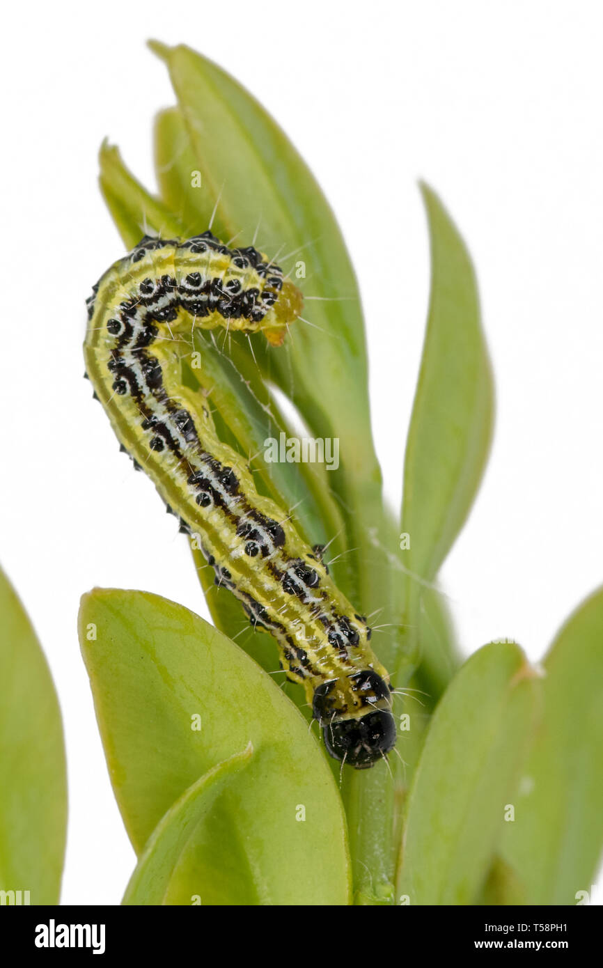 Boxwood borer crawls on a branch. Boxwood bright leaves isolated on ...