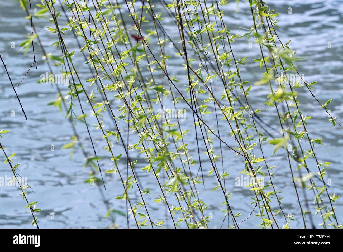 Branches sprouting hi-res stock photography and images - Alamy