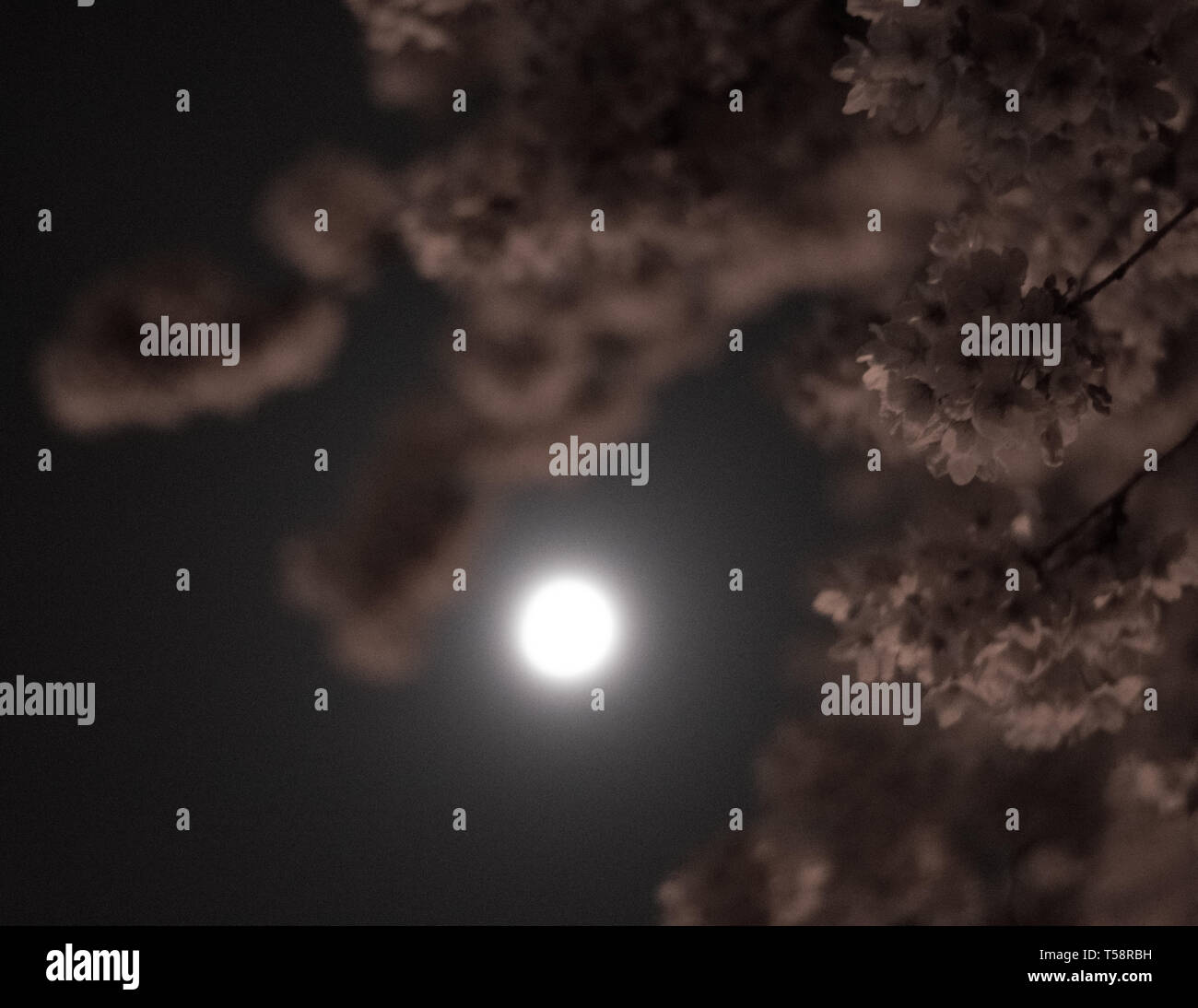 Moonlight through trees hi-res stock photography and images - Alamy