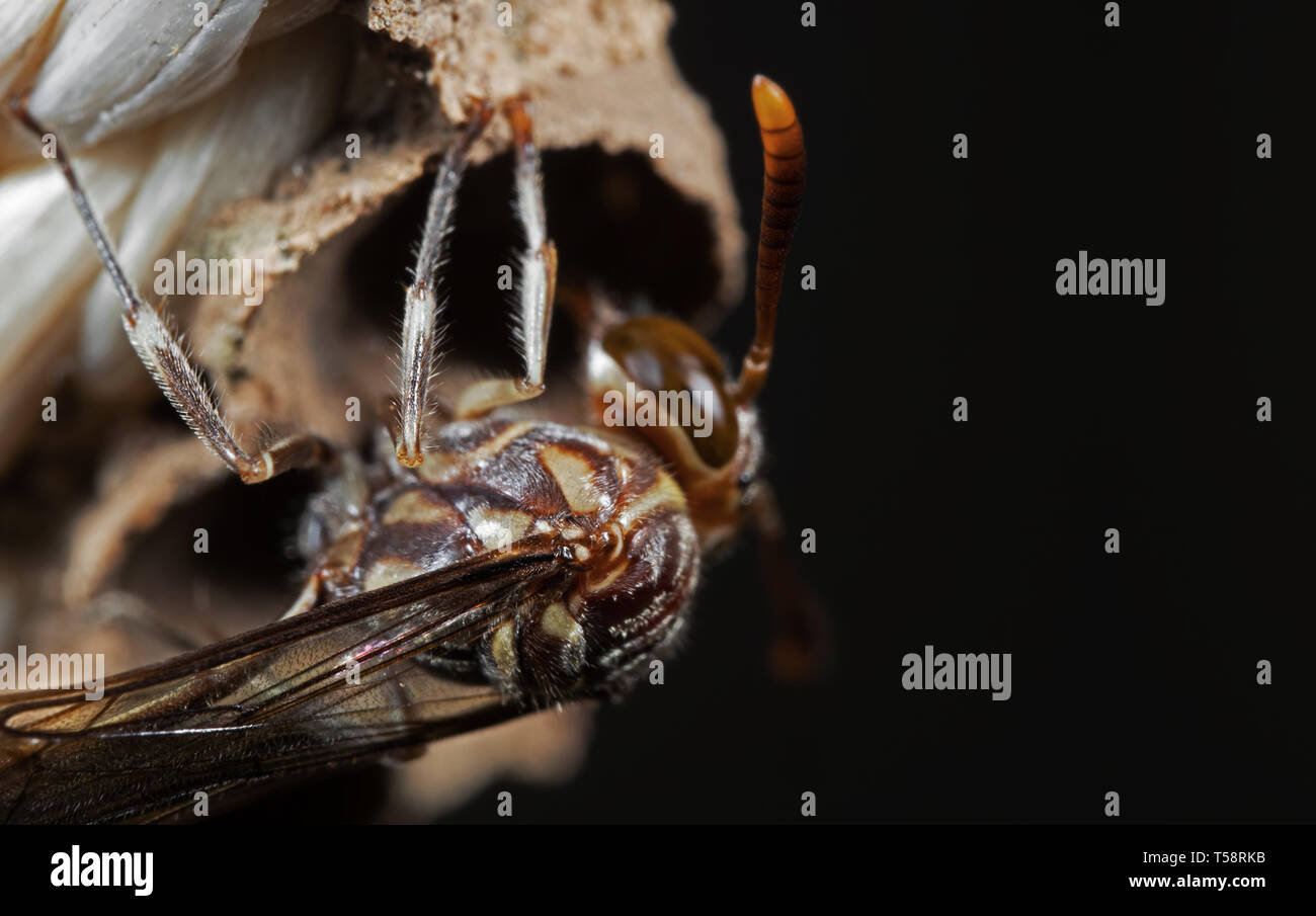 Macro Photography of Paper Wasp is Building a Nest on The Nylon Rope ...