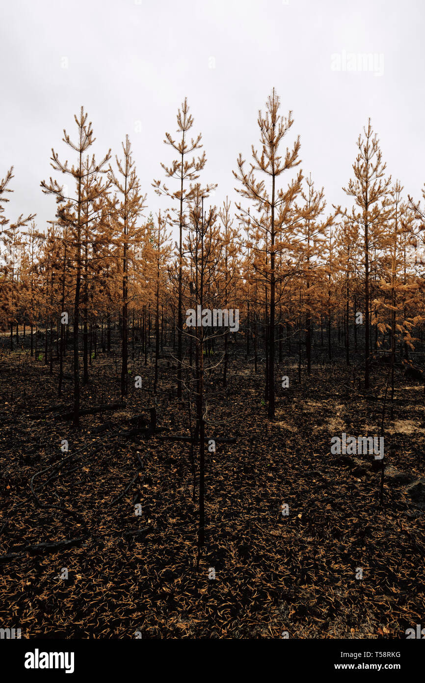 Fire boreal forest hi-res stock photography and images - Alamy