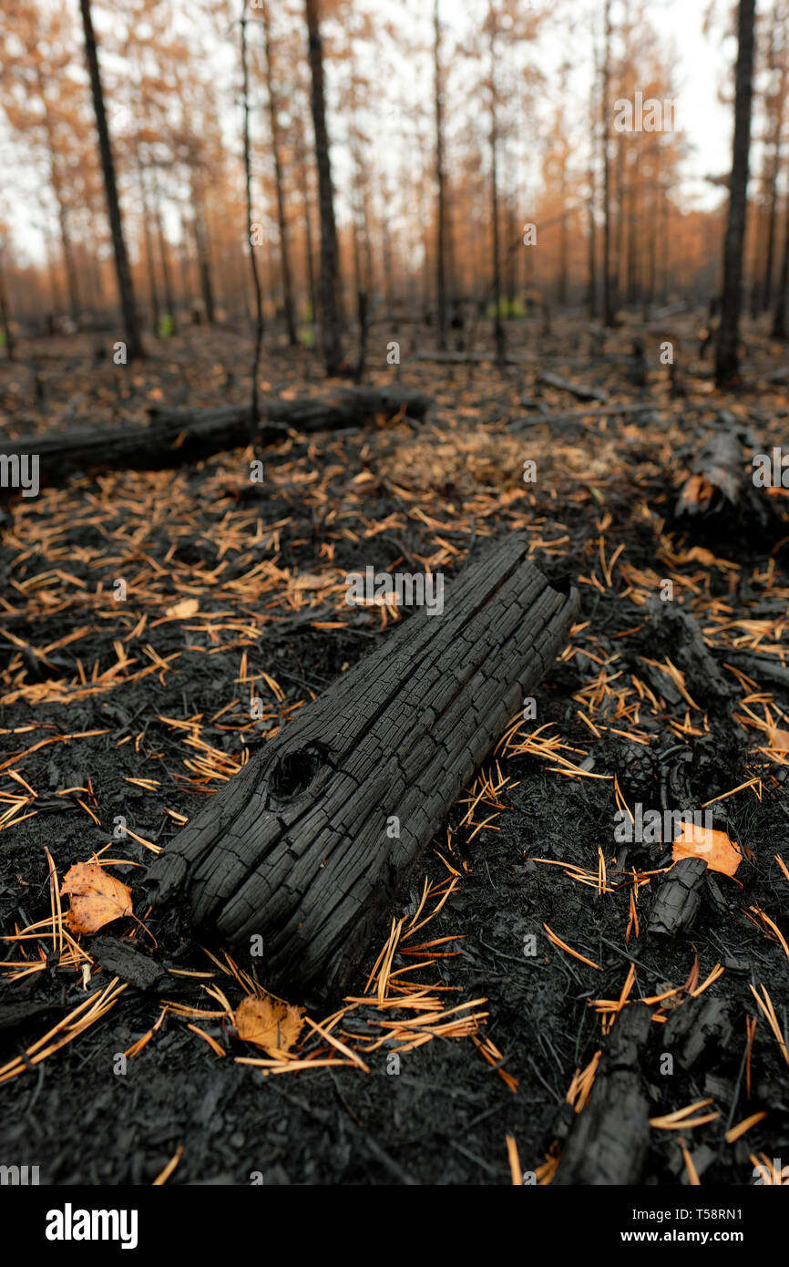Fire damaged burnt trees and timber in a Swedish boreal forest, Sweden ...