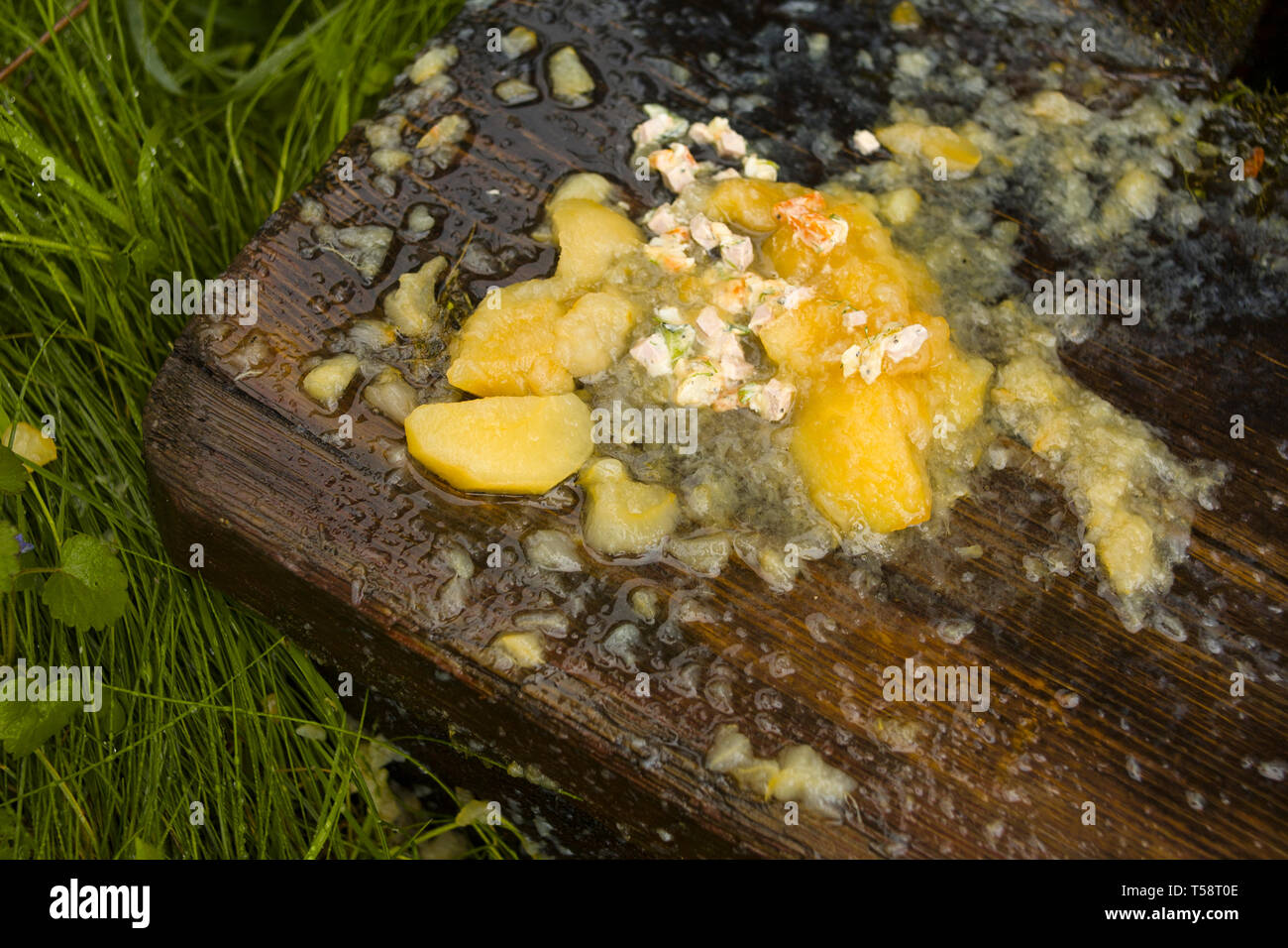 disgustingly looking vomit with organic fermented food, outdoor close ...