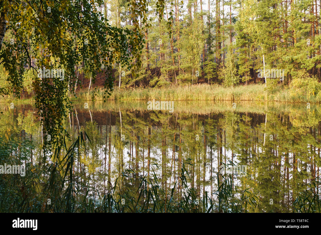 Green trees reflected in the calm water of a forest lake Stock Photo ...