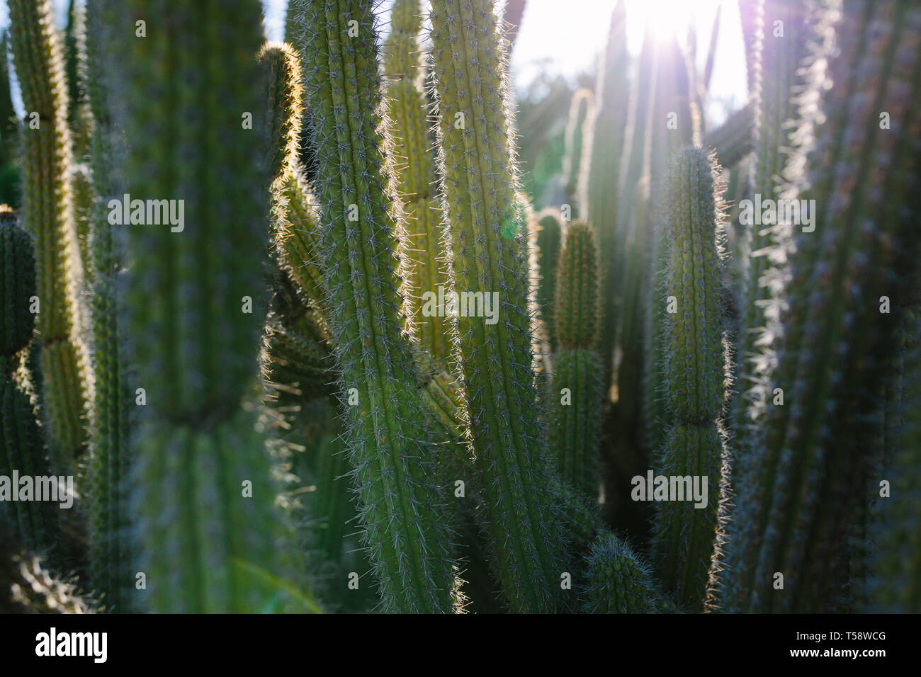 Cactus forest hi-res stock photography and images - Alamy
