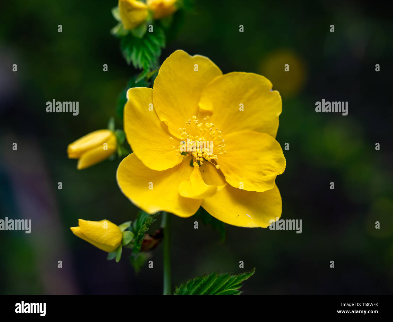 Kerriya japanese hi-res stock photography and images - Alamy