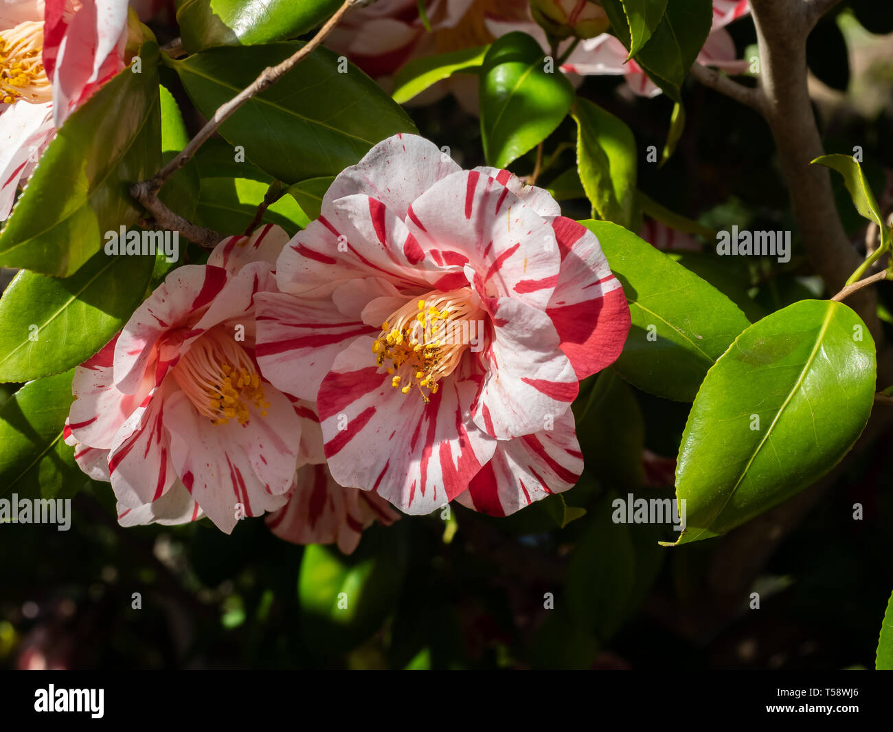 A Multi colored Striped Japanese Camellia Camellia Japonica Flower In A Multi colored Striped Japanese Camellia Camellia Japonica Flower In