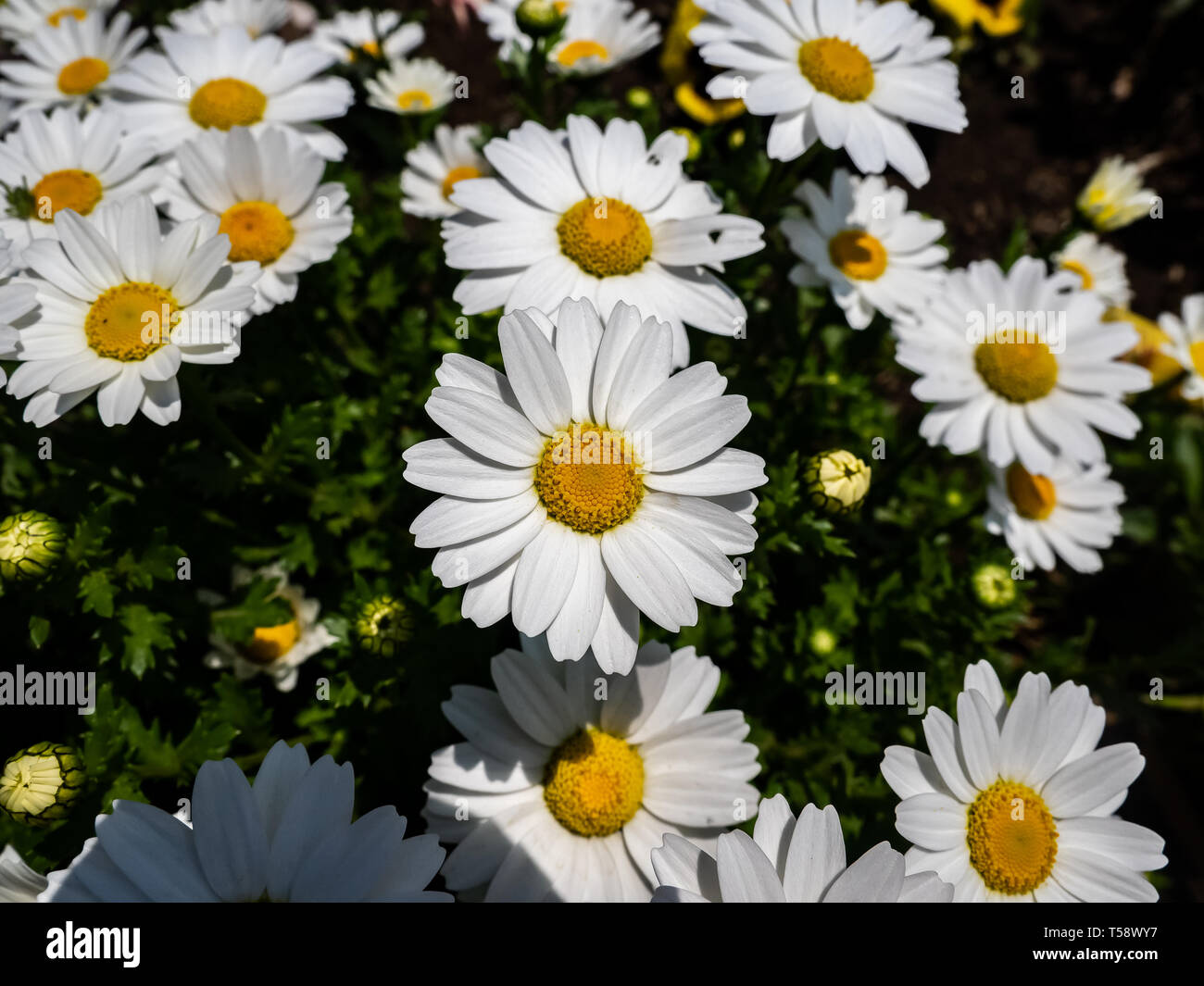 A large cluster of white daisies grow in a planter box along a roadside ...