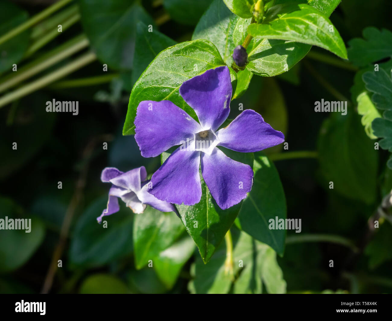 Greater periwinkle in bloom hi-res stock photography and images - Alamy