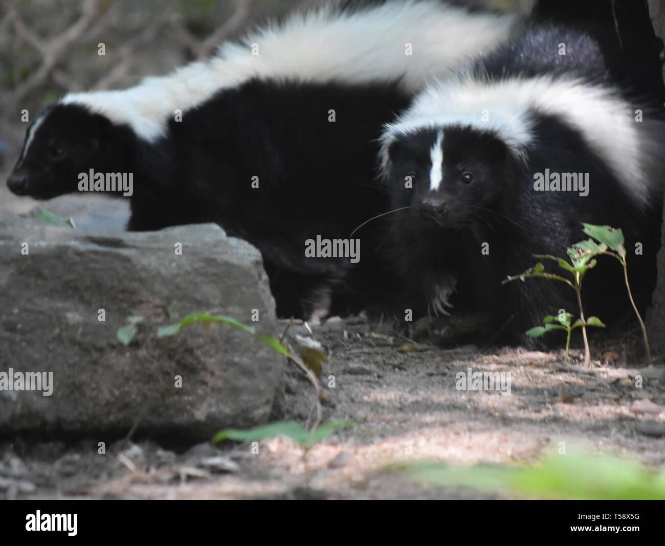 Two skunks cuddled together in the wild Stock Photo - Alamy