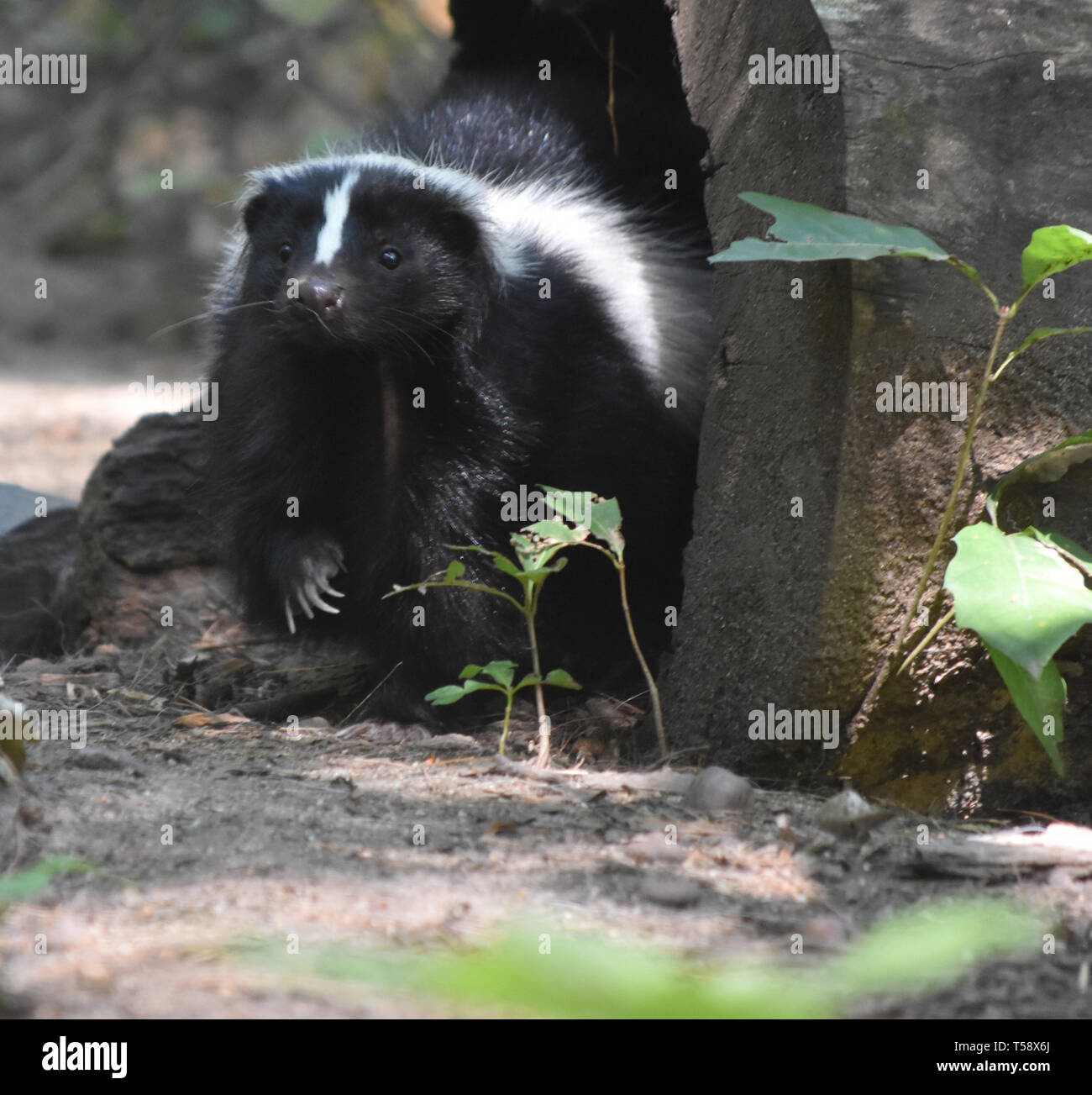 Cute skunk hi-res stock photography and images - Alamy