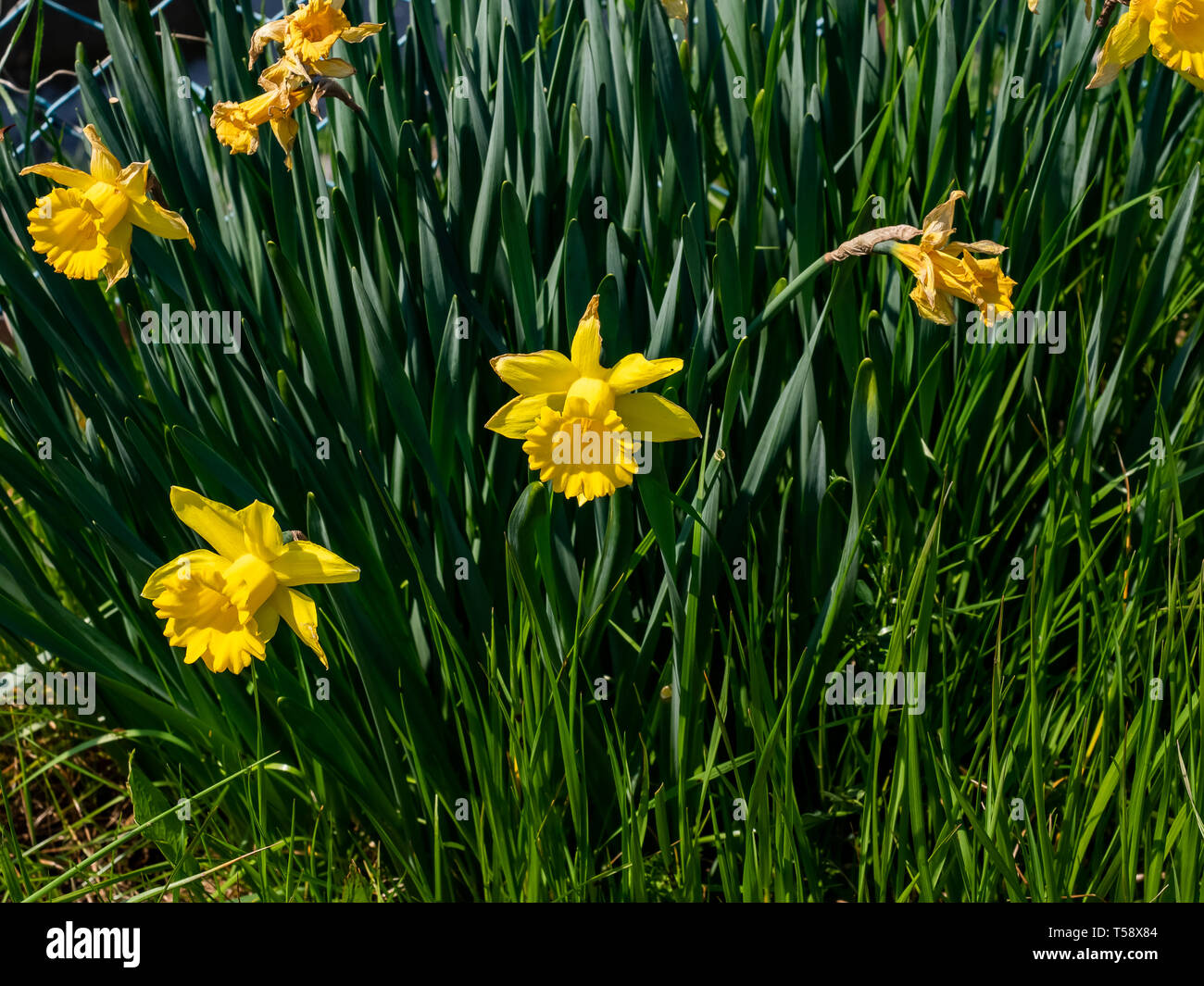 a group of orange daffodils bloom along the wildflowers and grasses on ...