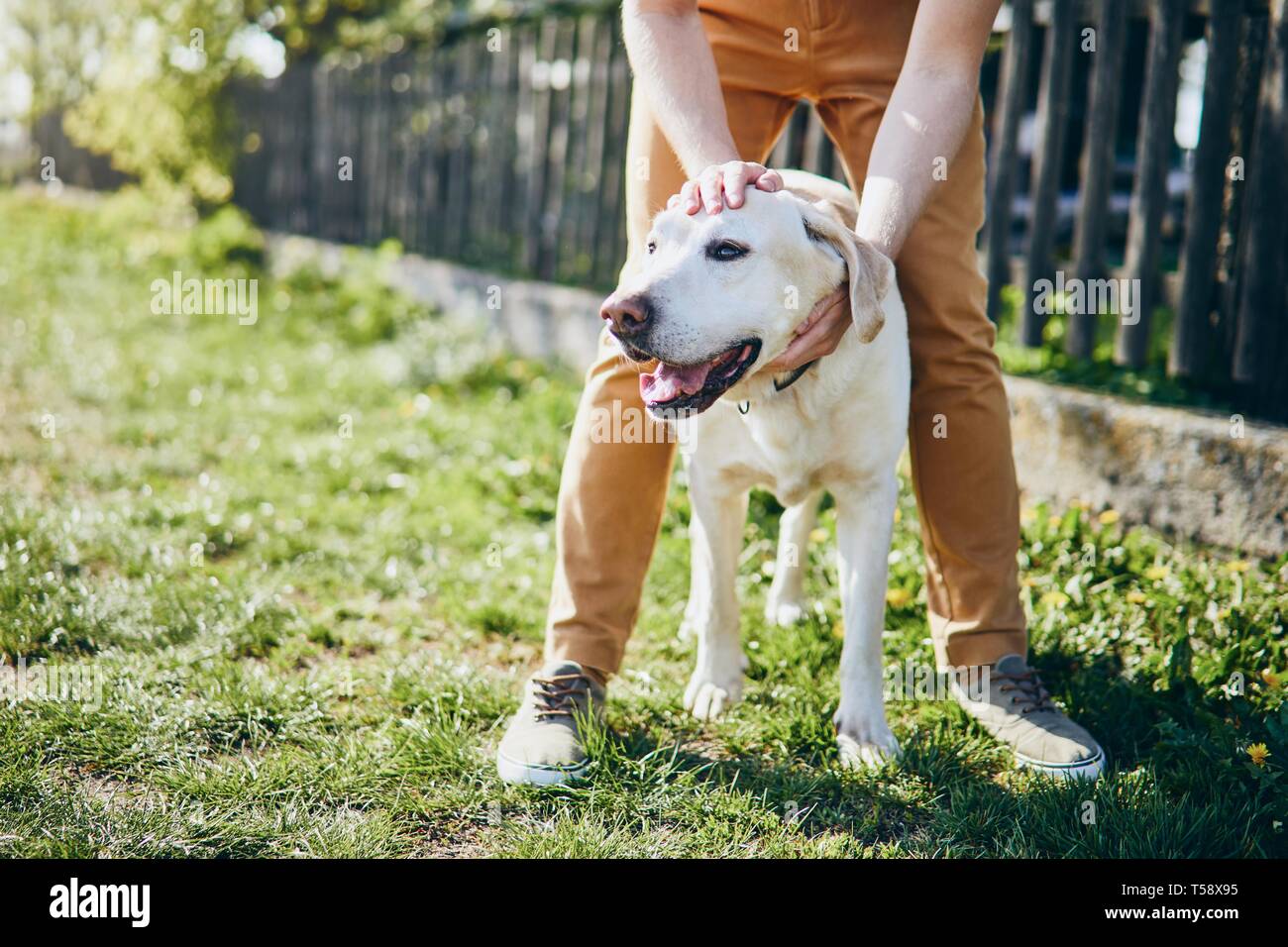 Happy dog and his owner. Young man embracing labrador retriever on back ...