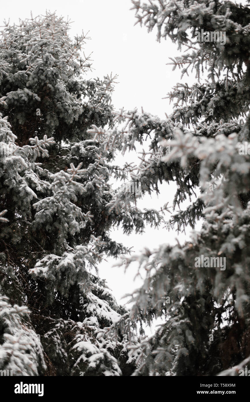 Pine tree full of snow Stock Photo - Alamy