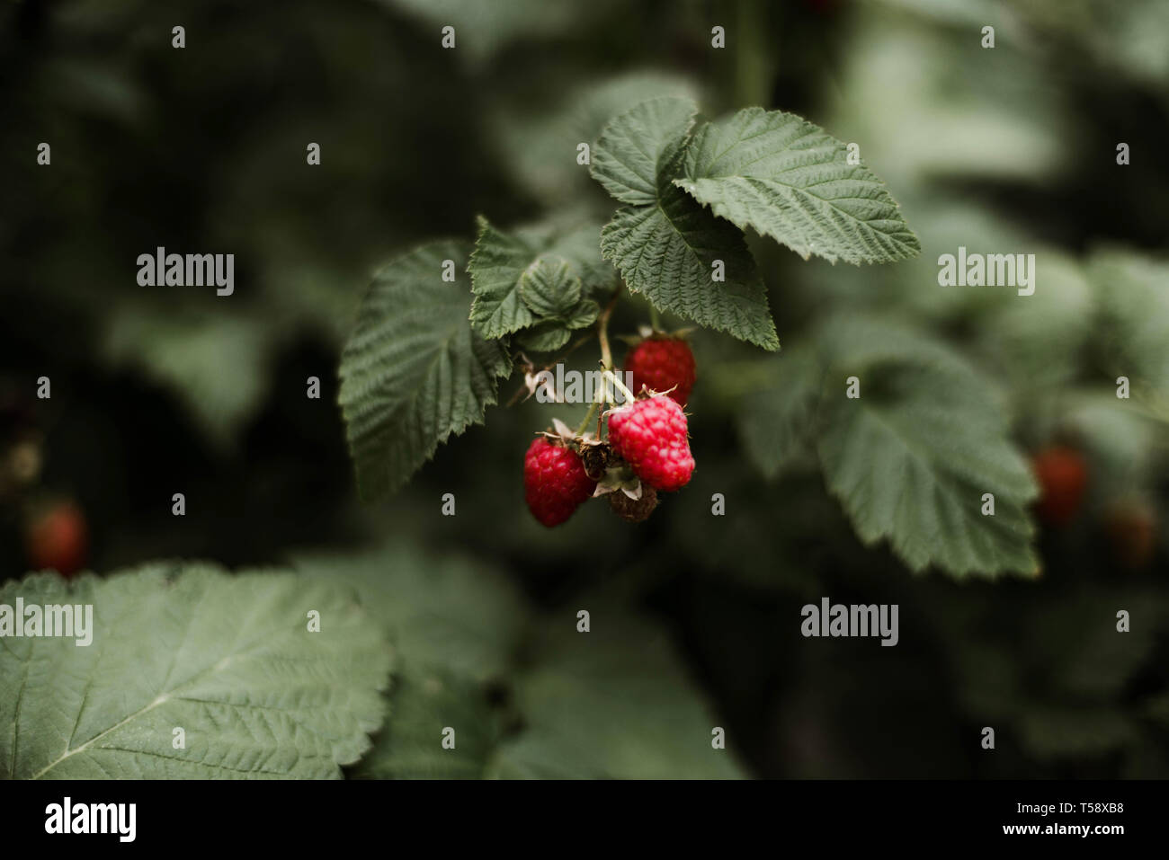 Raspberry vine hi-res stock photography and images - Alamy