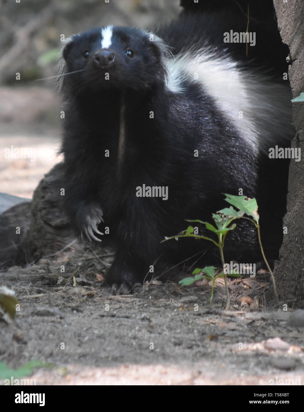 Skunk with his paw raised smelling the air Stock Photo - Alamy