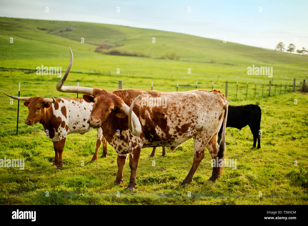 Bull with large horns in a fenced paddock on a farm Stock Photo - Alamy