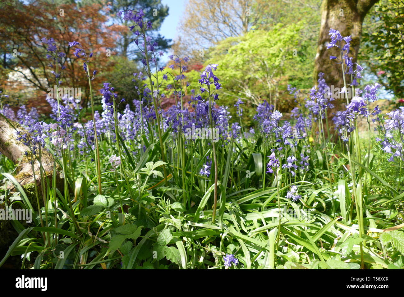 Bluebells in a Devon wood Stock Photo - Alamy