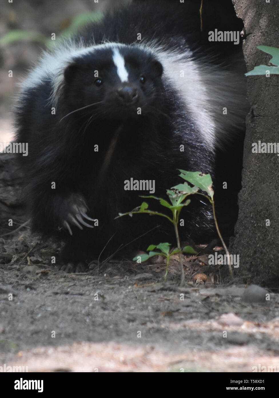 Skunk with long claws on his raised paw Stock Photo - Alamy