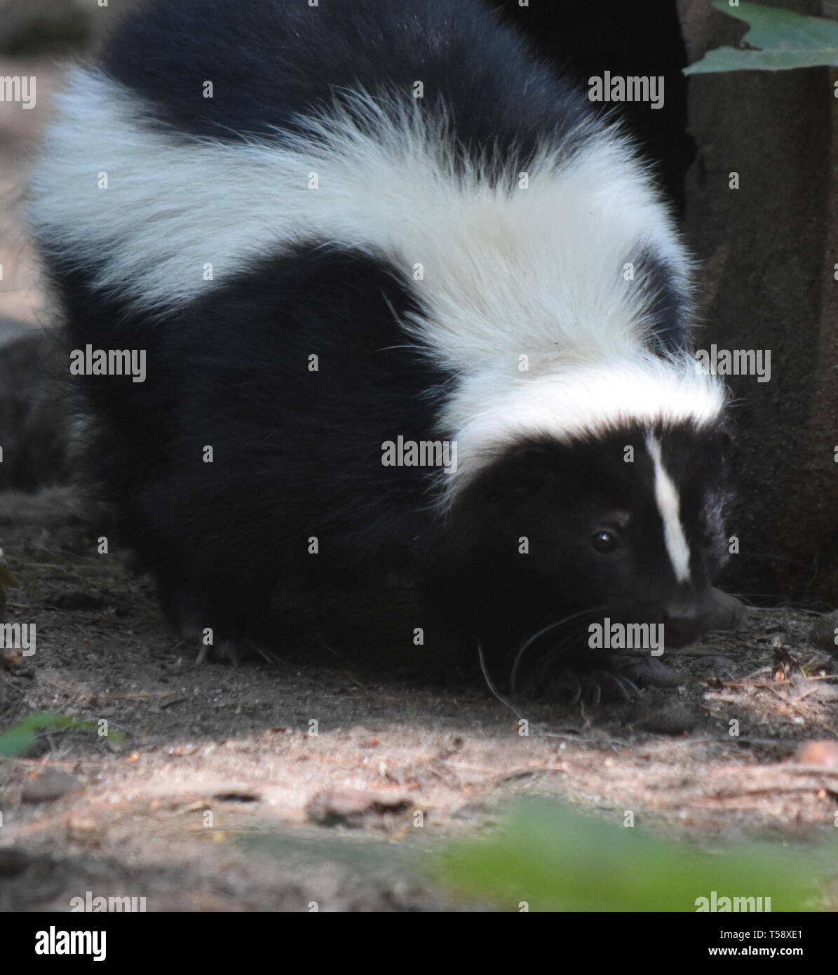Chubby black and white skunk waddling along Stock Photo - Alamy