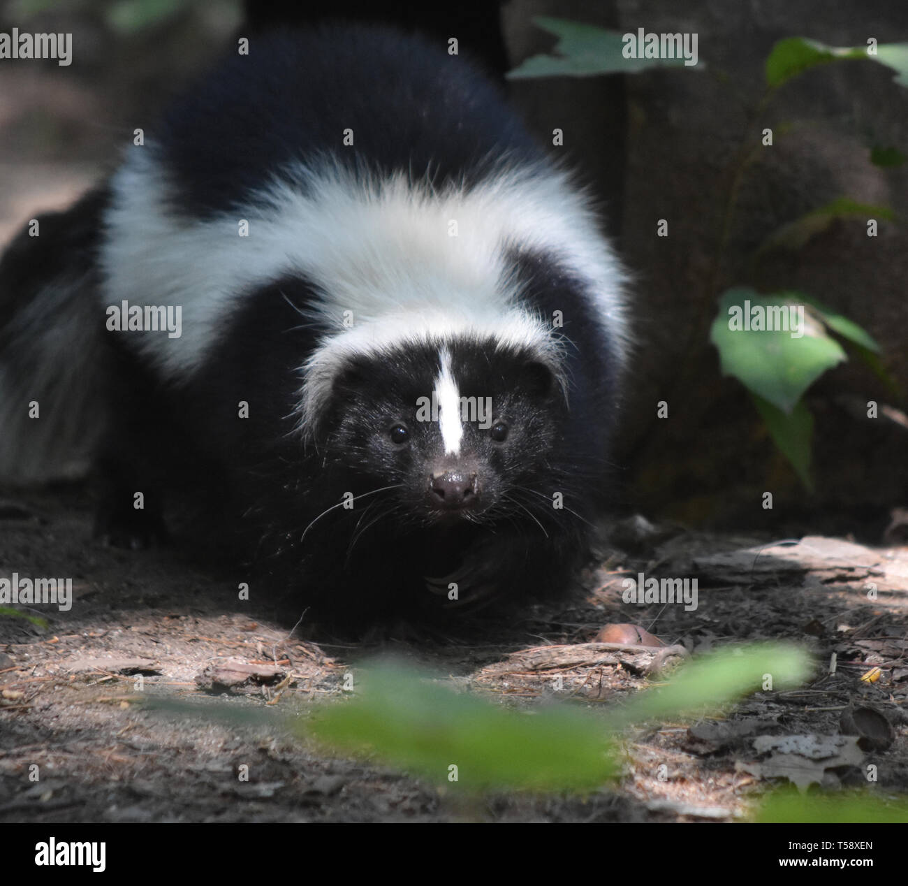 Vintage Lil Stinker Skunk