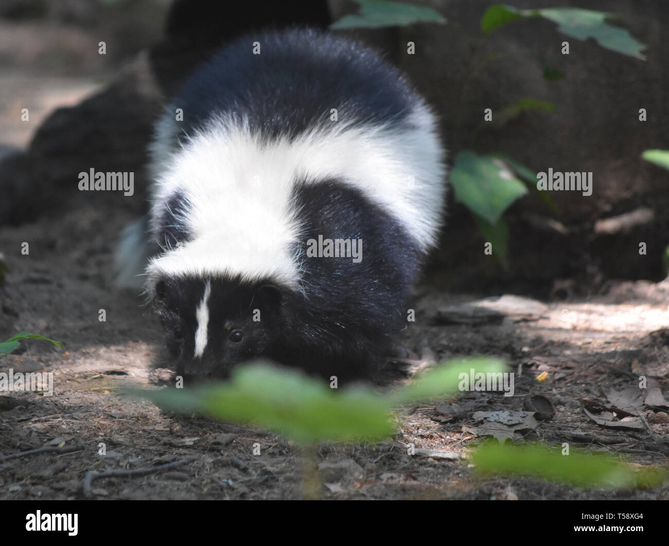 Distinctive black and white stripe down the back of a skunk Stock Photo ...