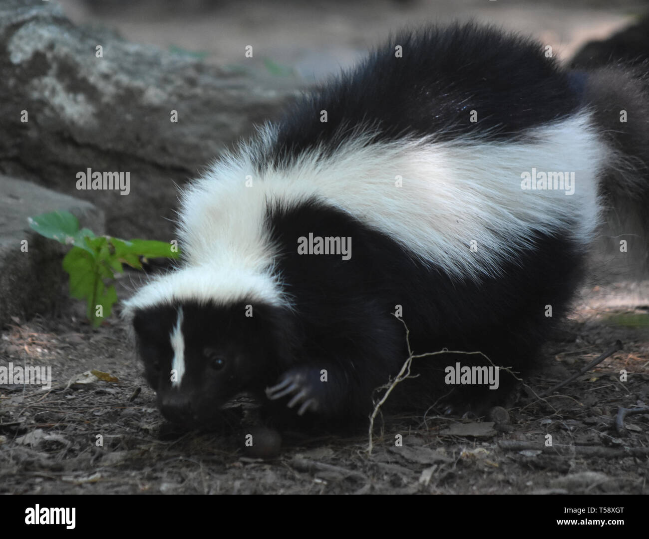 Black and white skunk in a natural environment Stock Photo - Alamy