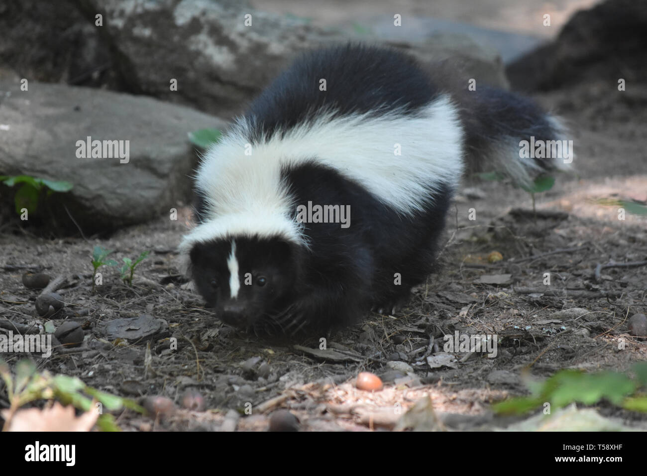 Black and white skunk in his natural habitat Stock Photo - Alamy