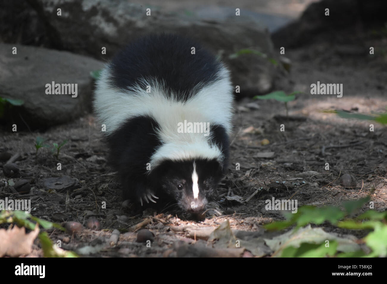 Close up look at a skunk in the wilds in nature Stock Photo - Alamy