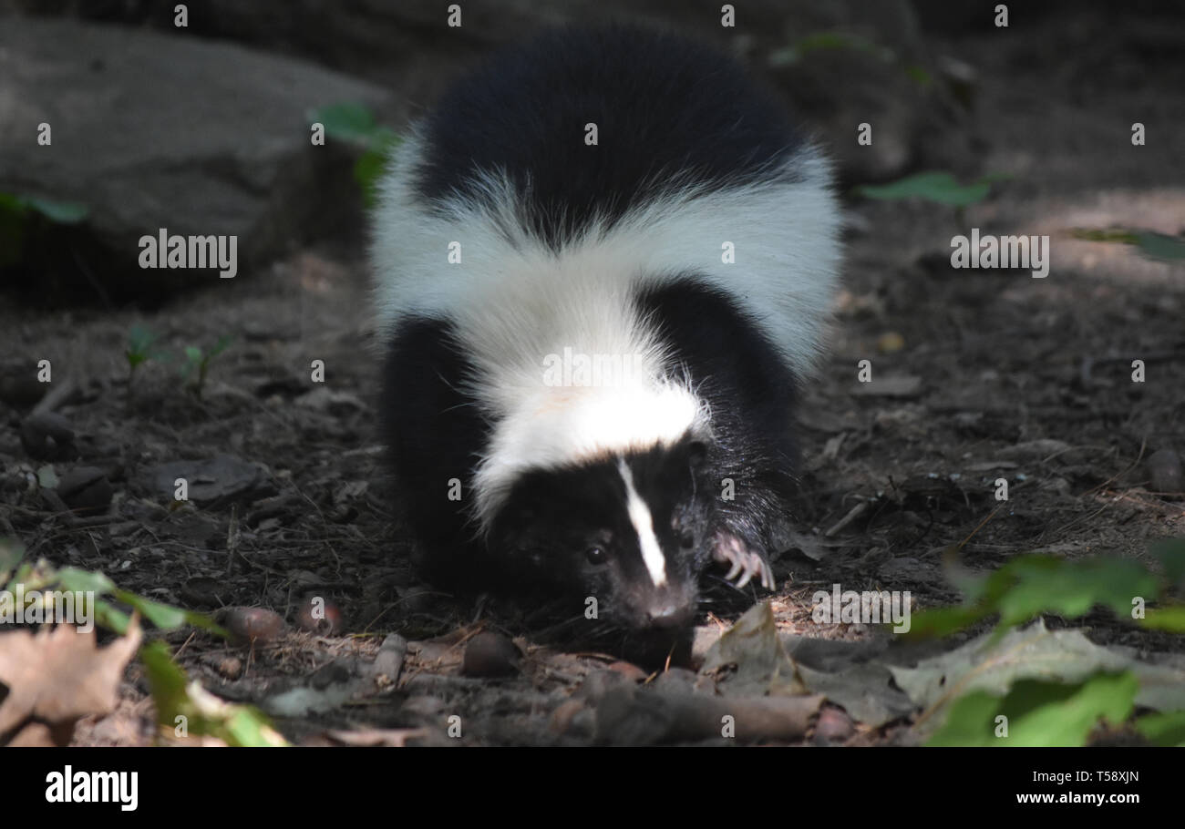 Skunk claws hi-res stock photography and images - Alamy