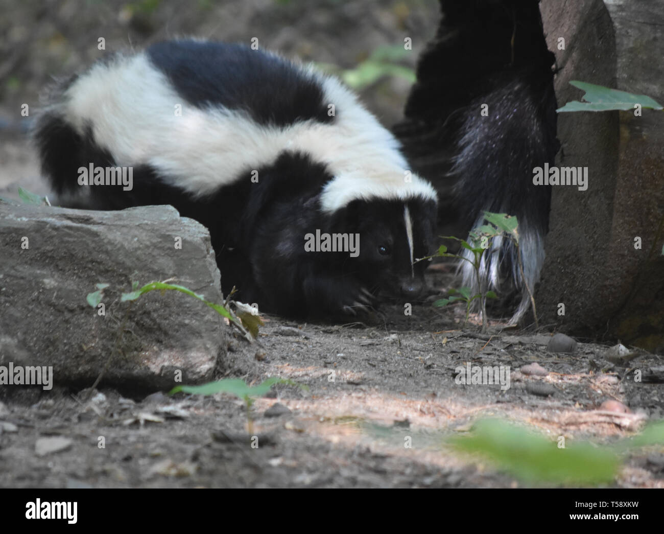 Two skunks playing in a hollow log Stock Photo - Alamy