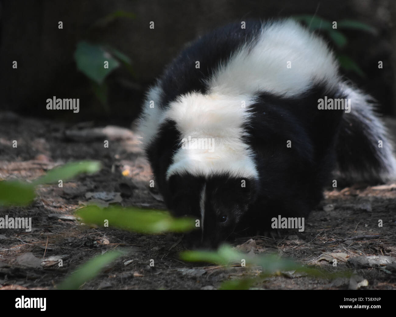 Black and white skunk with long fur in the wild Stock Photo - Alamy