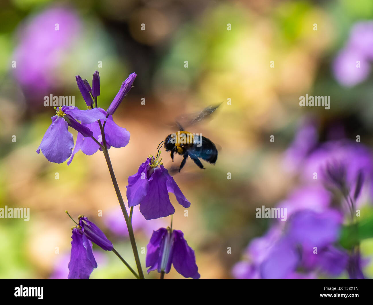 A Japanese carpenter bee, Xylocopa appendiculata, feeds from honesty ...