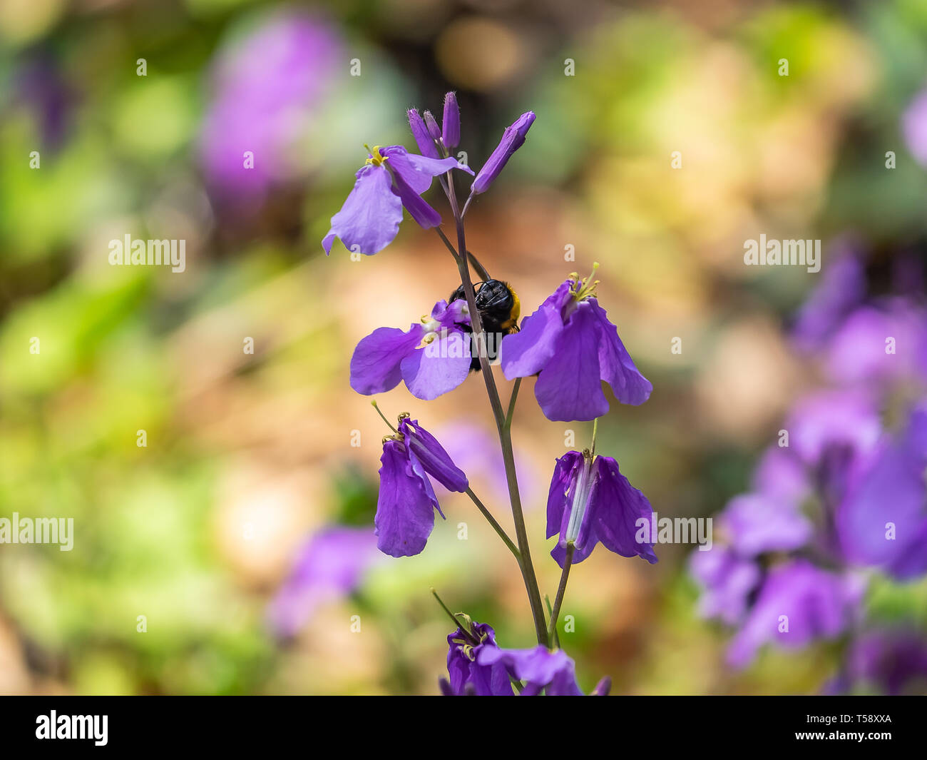 A Japanese carpenter bee, Xylocopa appendiculata, feeds from honesty ...