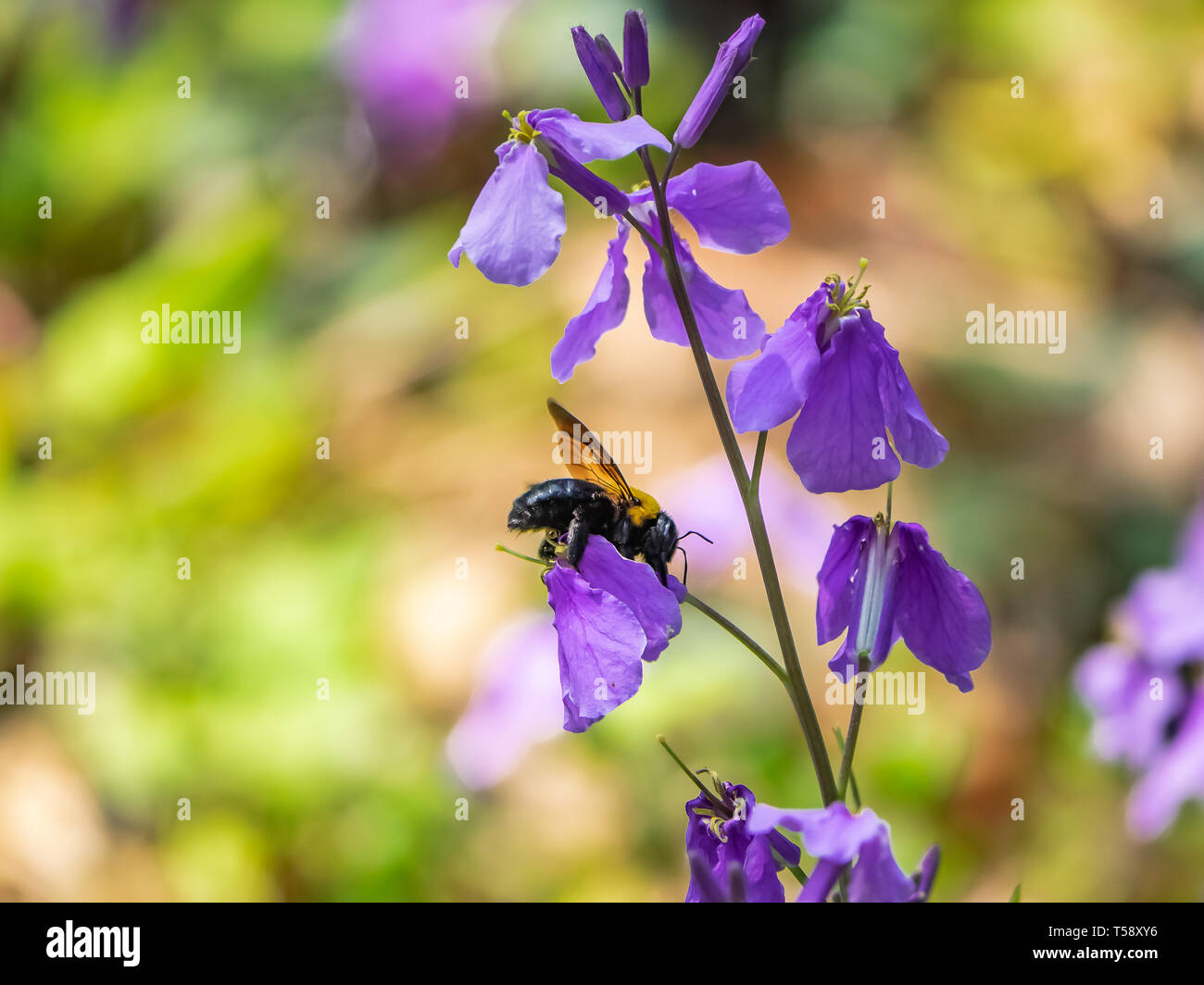 A Japanese carpenter bee, Xylocopa appendiculata, feeds from honesty ...
