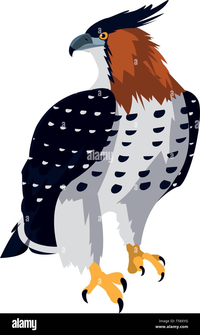 beautiful hawk majestic bird vector illustration design Stock Vector ...