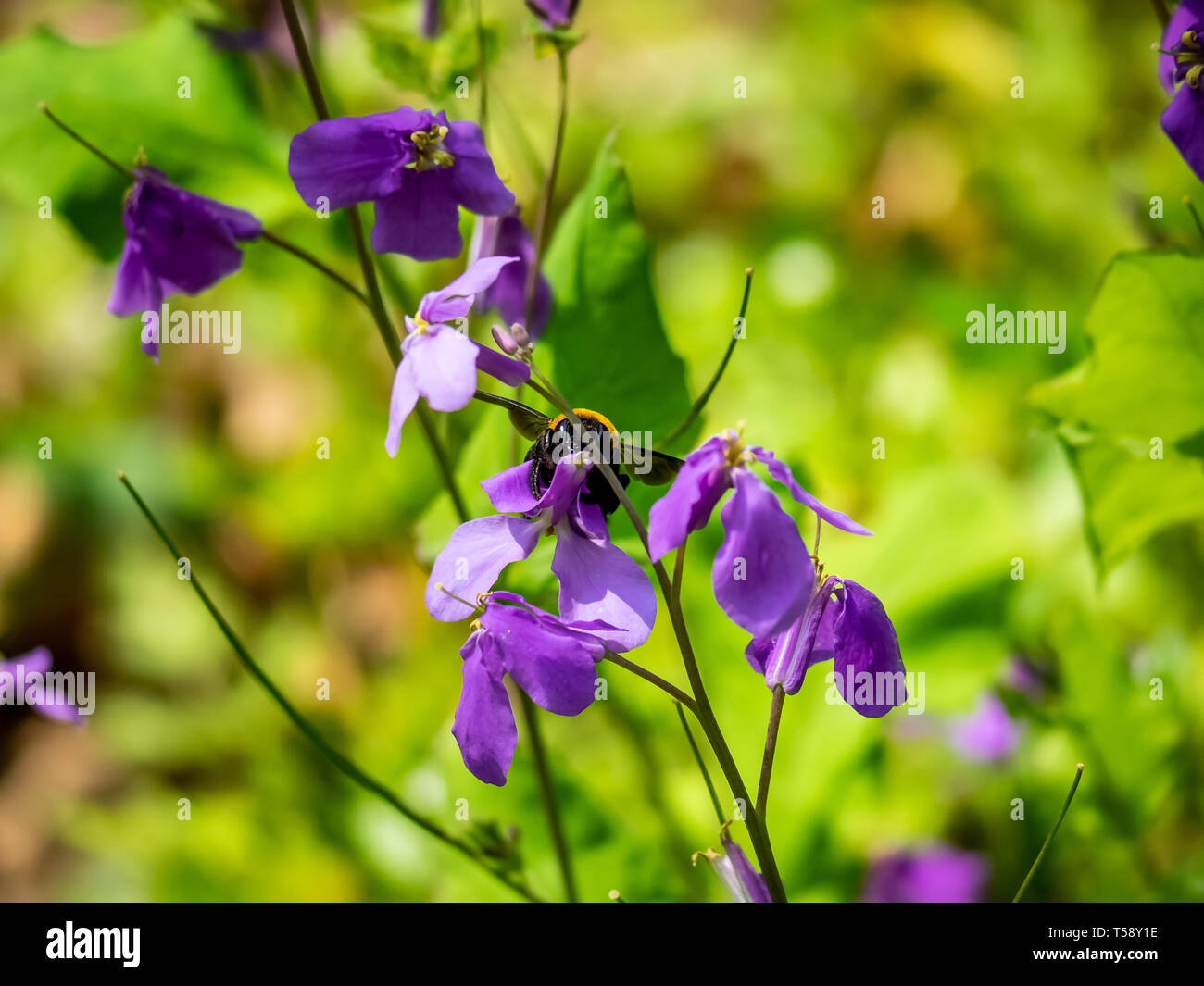 A Japanese carpenter bee, Xylocopa appendiculata, feeds from honesty ...