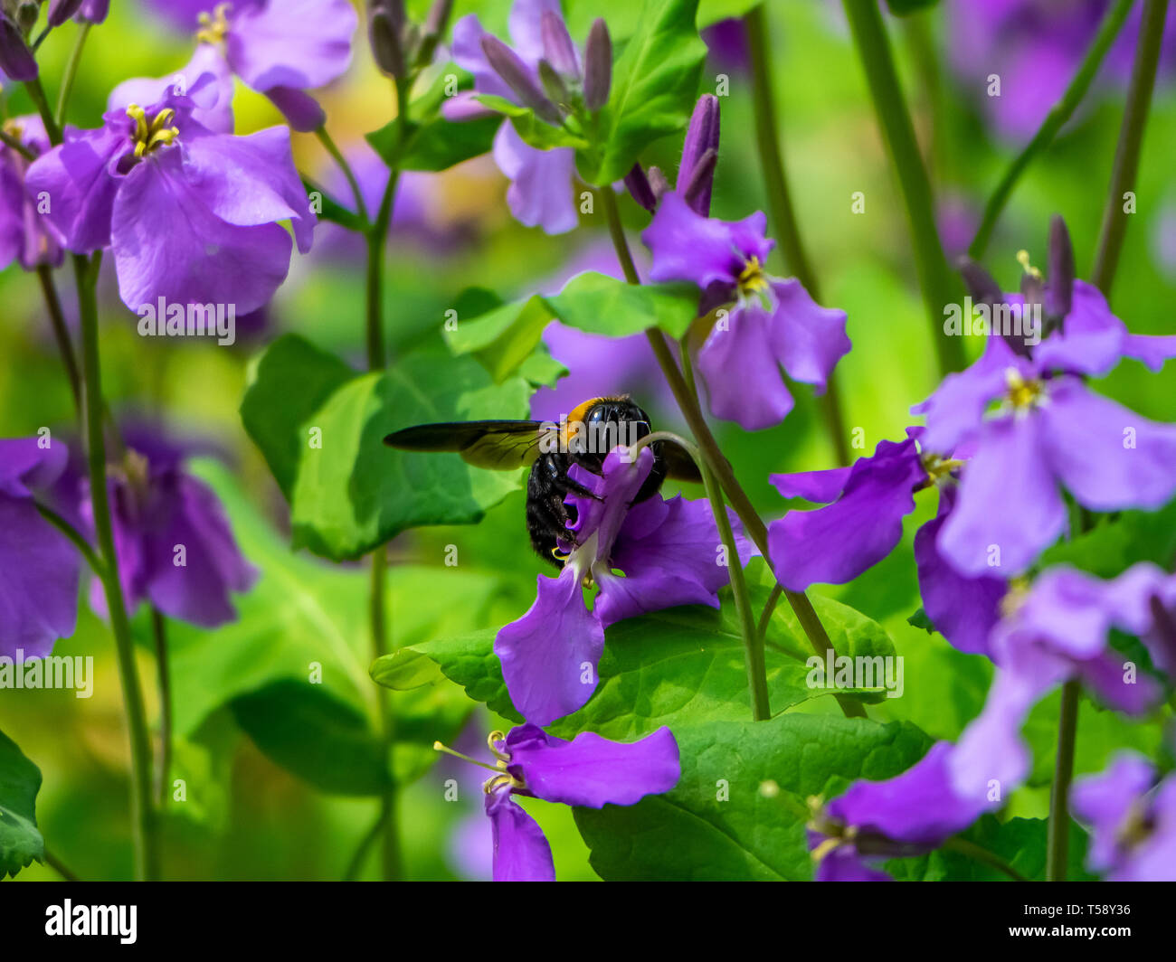 A Japanese carpenter bee, Xylocopa appendiculata, feeds from honesty ...