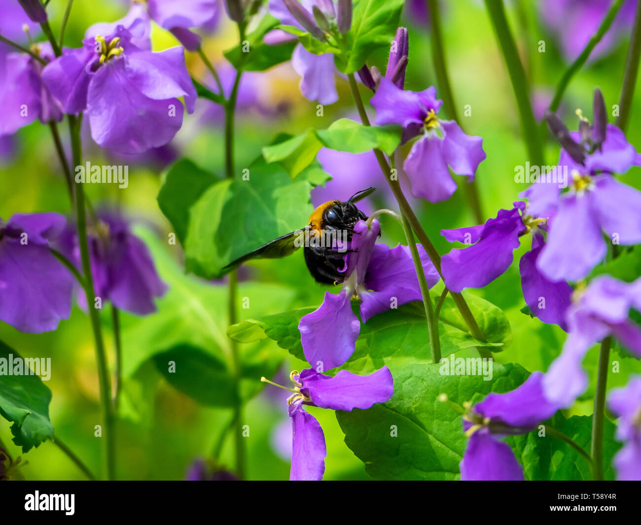 A Japanese carpenter bee, Xylocopa appendiculata, feeds from annual ...