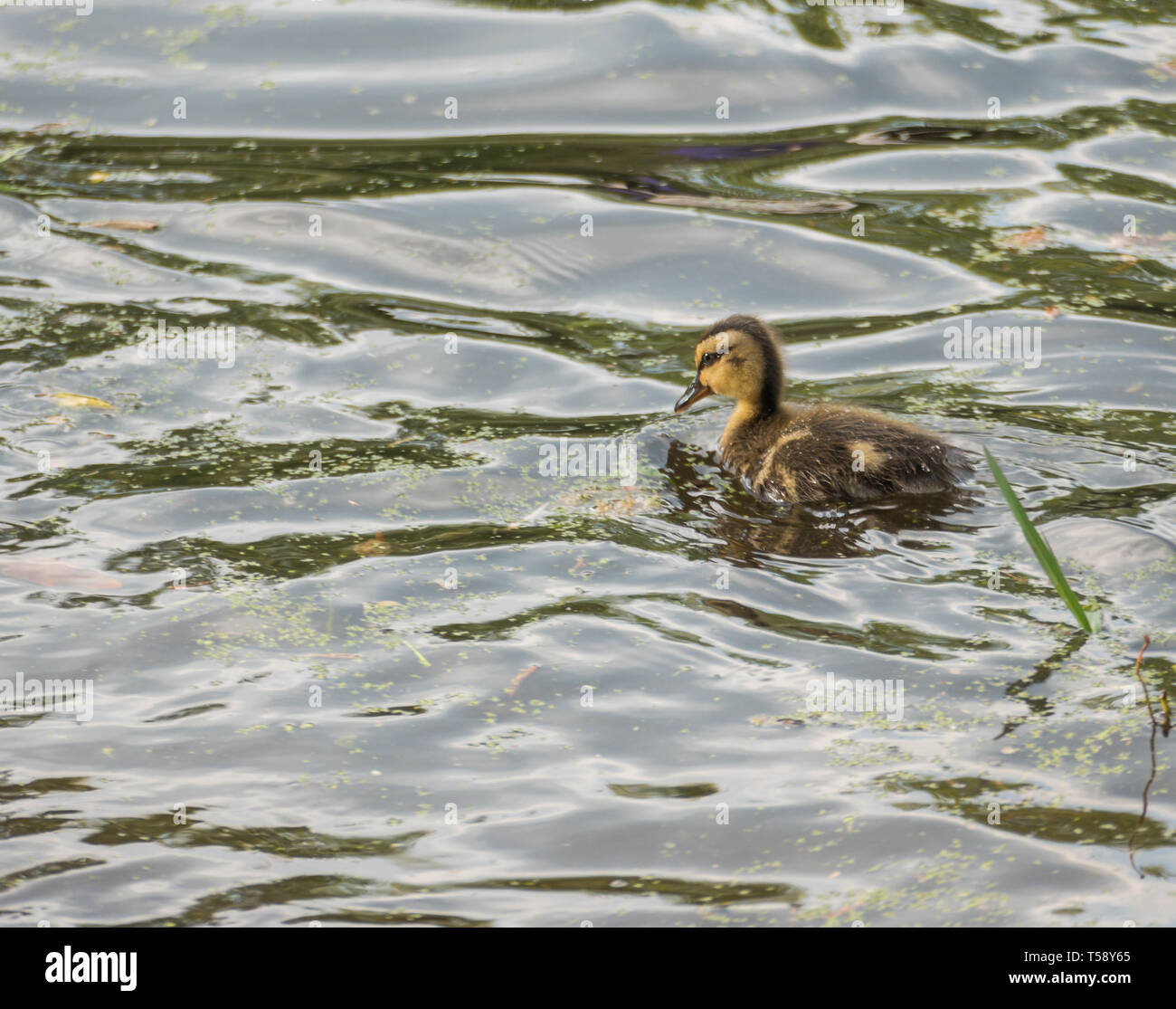 Cute duck chick hi-res stock photography and images - Alamy