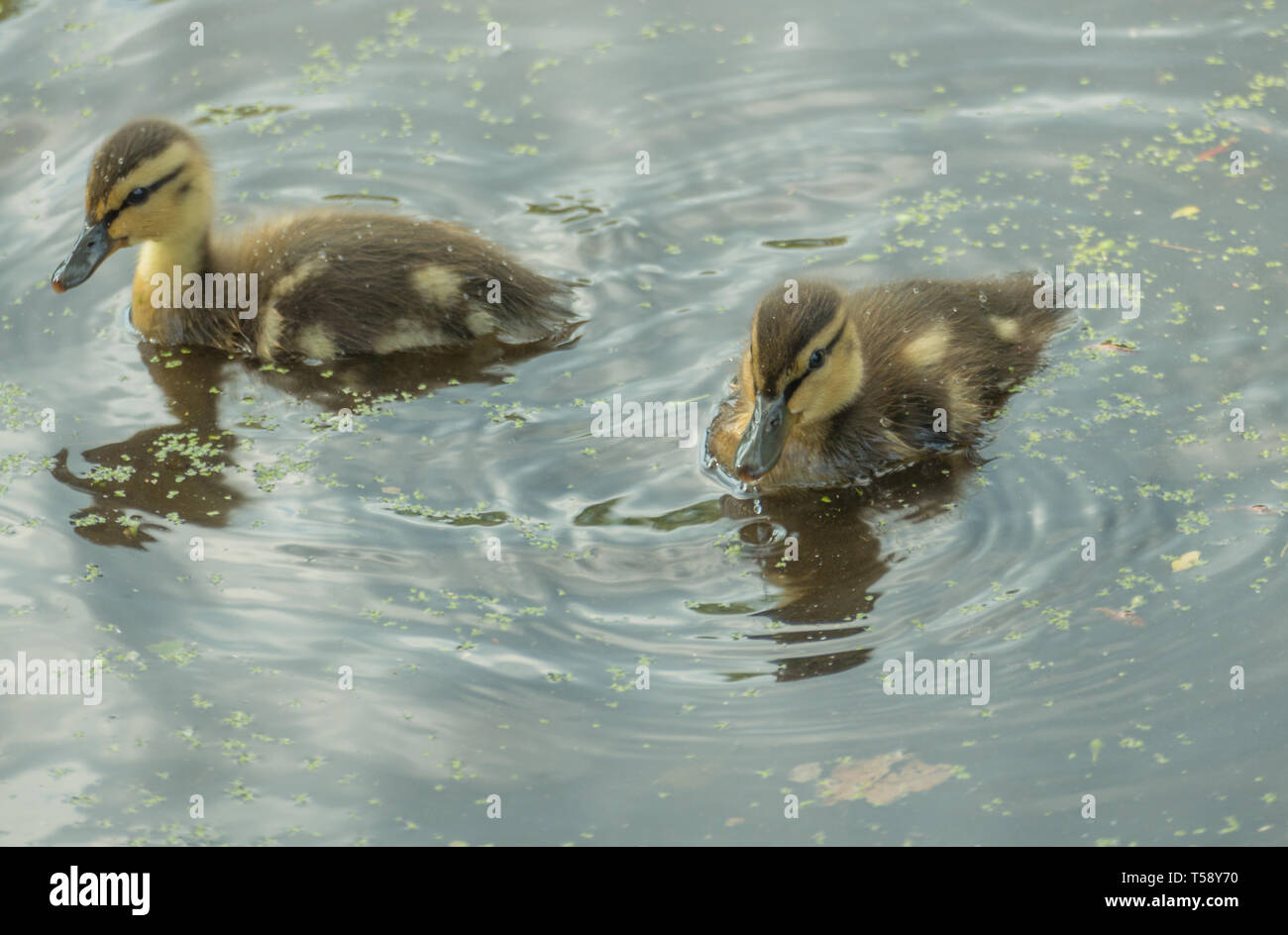 mallards duck hatchlings in the water Stock Photo - Alamy