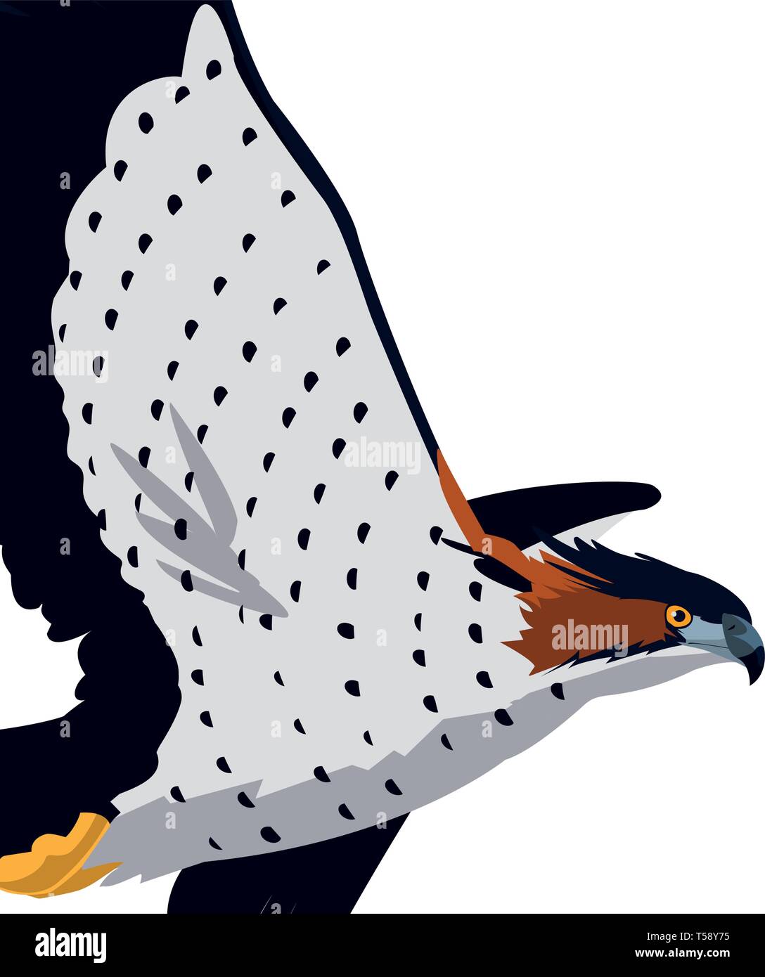 Detailed hawk flying Stock Vector Images - Alamy